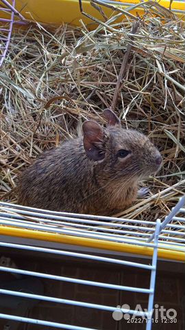 Чилийская белка дегу