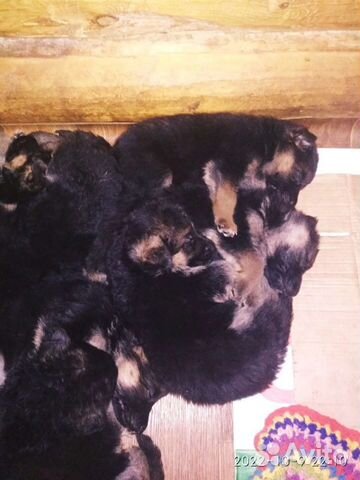 Немецкие Мишки