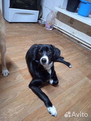 Собака в добрые руки