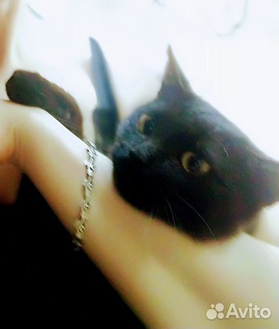Котик в добрые руки