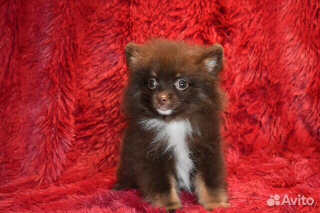 Шпиц - очень сладкий шоколадик