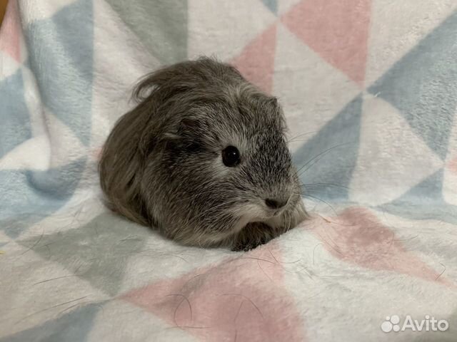 Морская свинка шелти малышка
