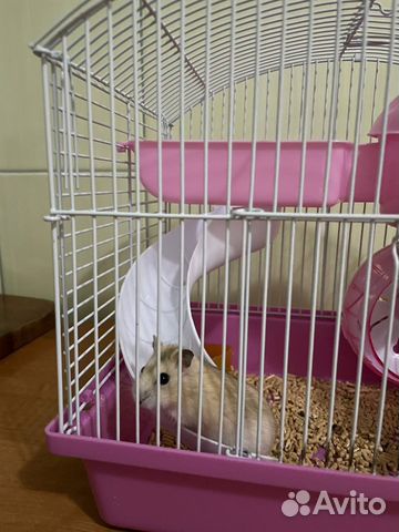 Джунгарский хомяк с клеткой