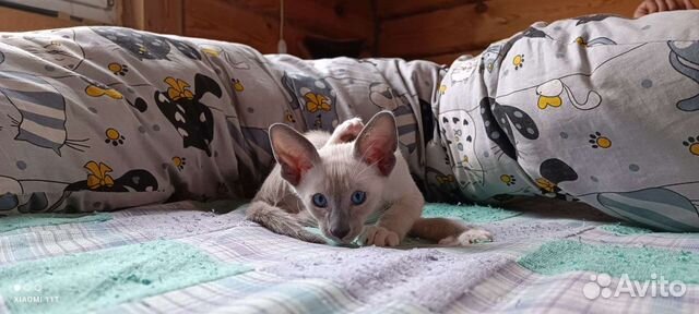 Ориентальный котенок мальчик