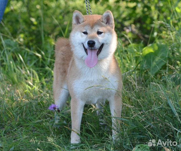 Кобель Шиба Сиба Ину