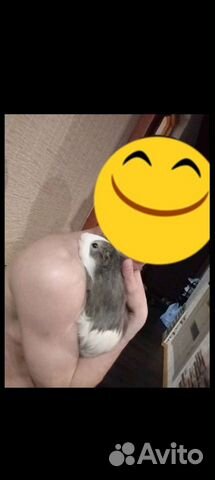 Морская свинка