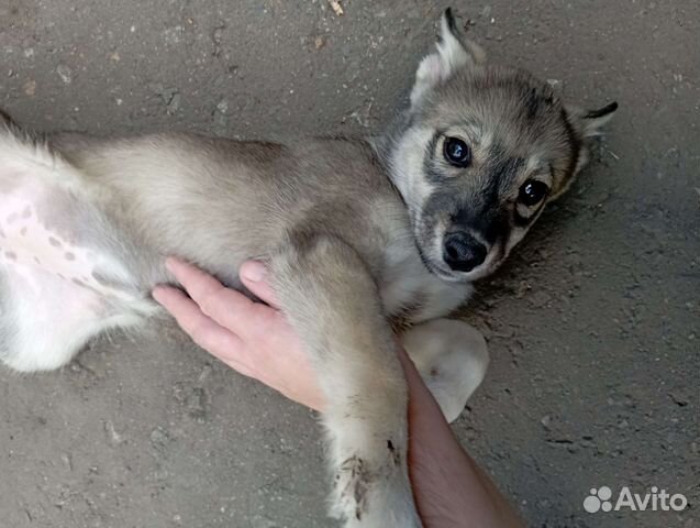 Отдам в добрые руки