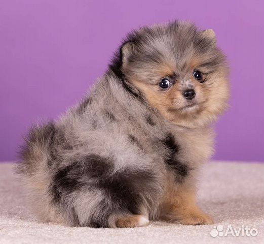 Щенок померанского шпица девочка