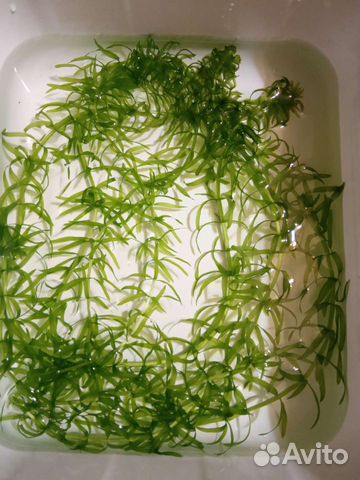 Аквариумные растения