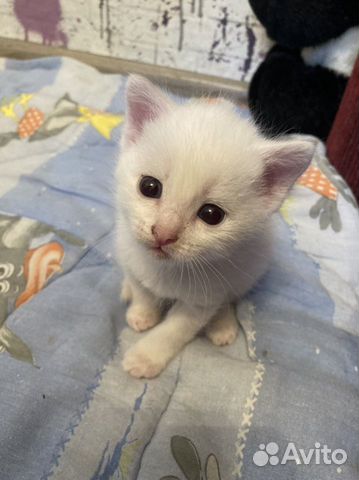 Котенок альбинос
