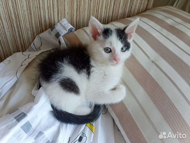 Котенок в добрые руки