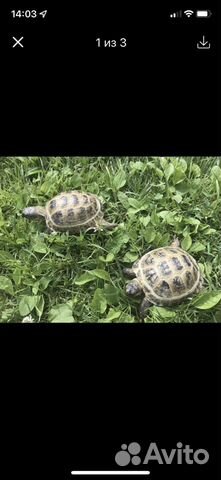 Сухопутная черепаха