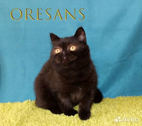 Котенок экзот окраса черный мрамор