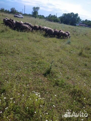 Продаю барашки