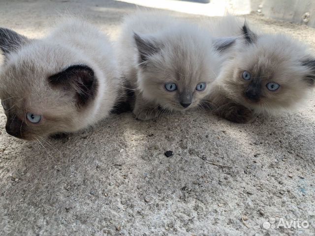 Сиамские котята