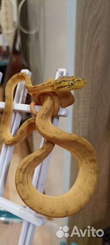 Пара садовых удавов (Corallus hortulanus)
