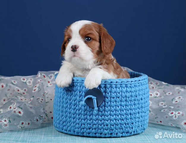 Мальчик кавалер кинг чарльз спаниель РКФ