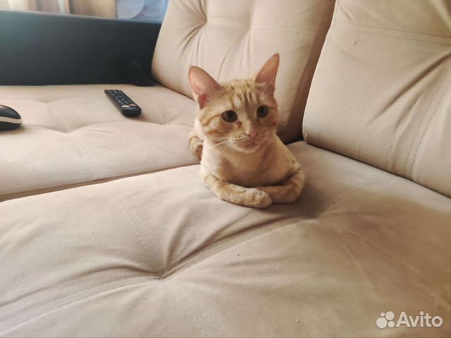 Котенок