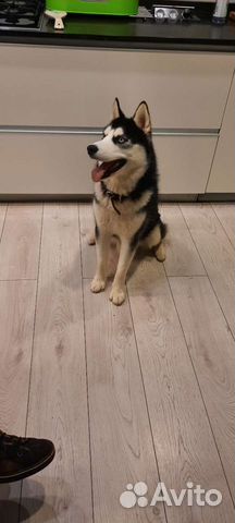 Сибирский малая хаски кабель для вязка