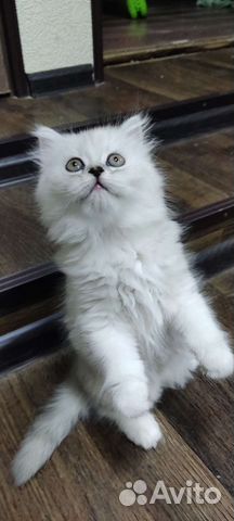 Персидская шиншилла