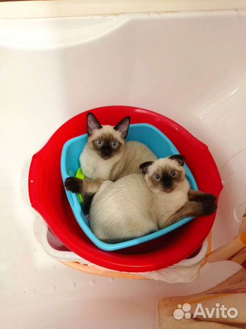 Пара котят мальчик и девочка