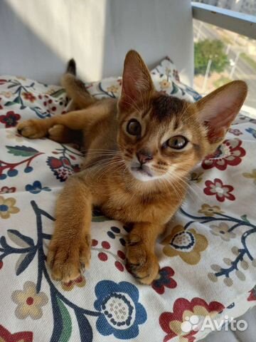 Абиссинские котята