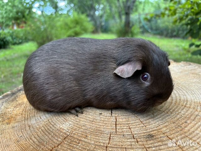 Морская свинка девочка