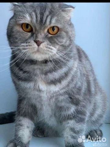Шотландский скоттиш фолд кошка