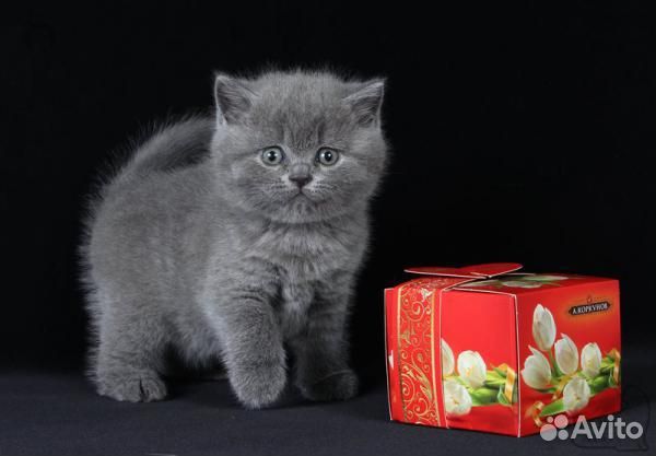 Британец голубого окраса