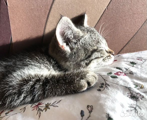 Идеальный супер котёночек (бесплатно)