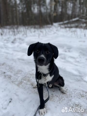 Трехлапый миниатюрный Егорка ищет дом