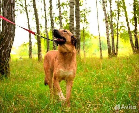 Красотка Тифани ищет дом