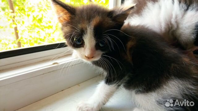 Душевный котёнок