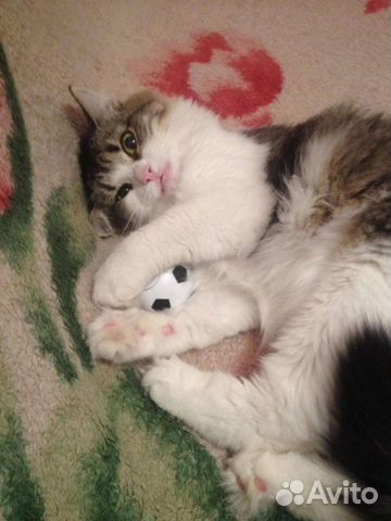 Сибирская кошка бесплатно