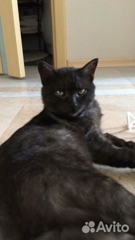 Найденные коты