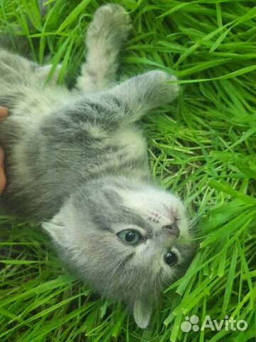 Породистые котята с голубыми глазами