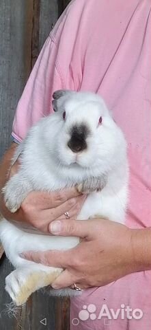 Калифорнийские кролики