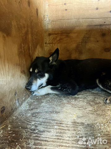 Лаки нужен дом или помощь в лечении