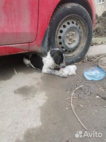 Щенок, метис курцхара ищет дом