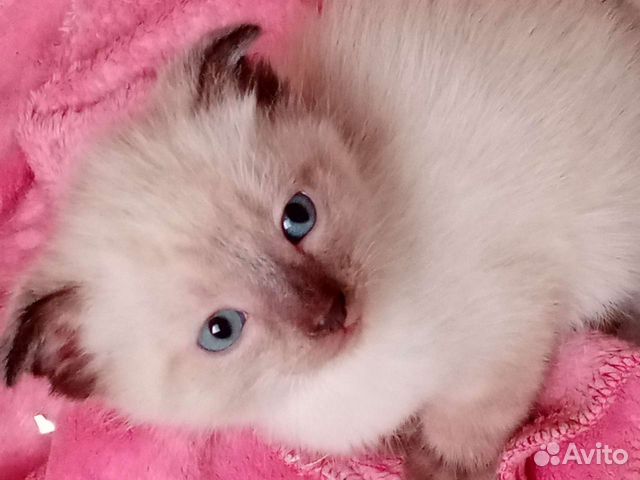 Котята отдам бесплатно
