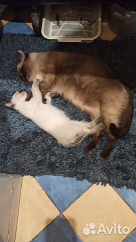 Чудесный сиамский котенок