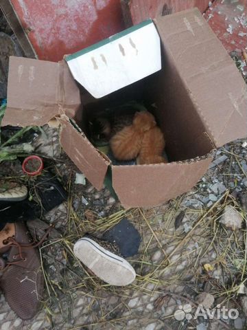 Красивые котята в добрые руки