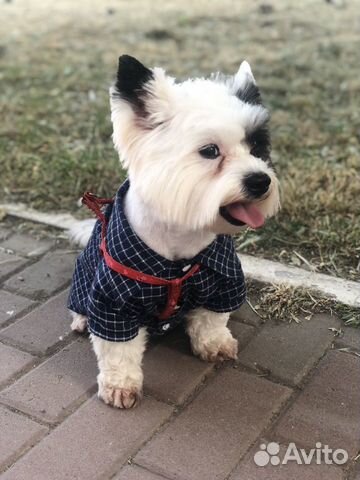 Бивер. Вязка