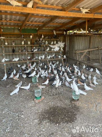 Бакинские, Иранские, Турецкий, Лениноканские