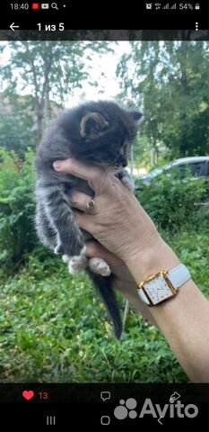 Котята в добрые руки