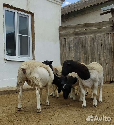 Dorper(дорпер)