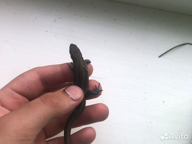 Живородящая ящерица