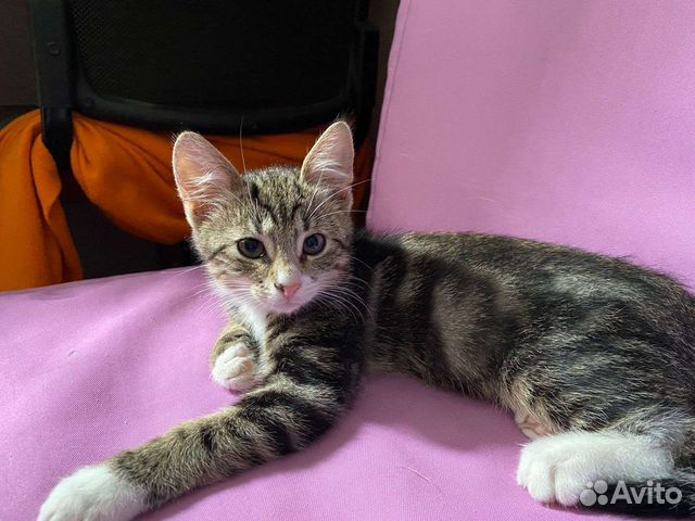 Котенок мраморного окраса