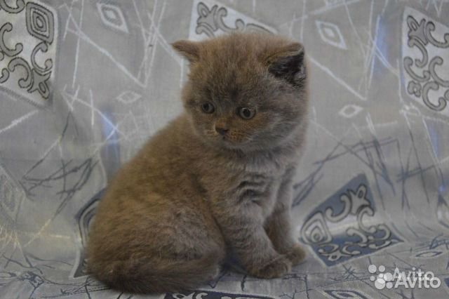 Элитный клубный голубой котик