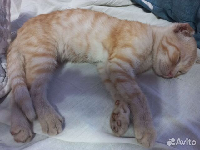 Вислоухий котенок